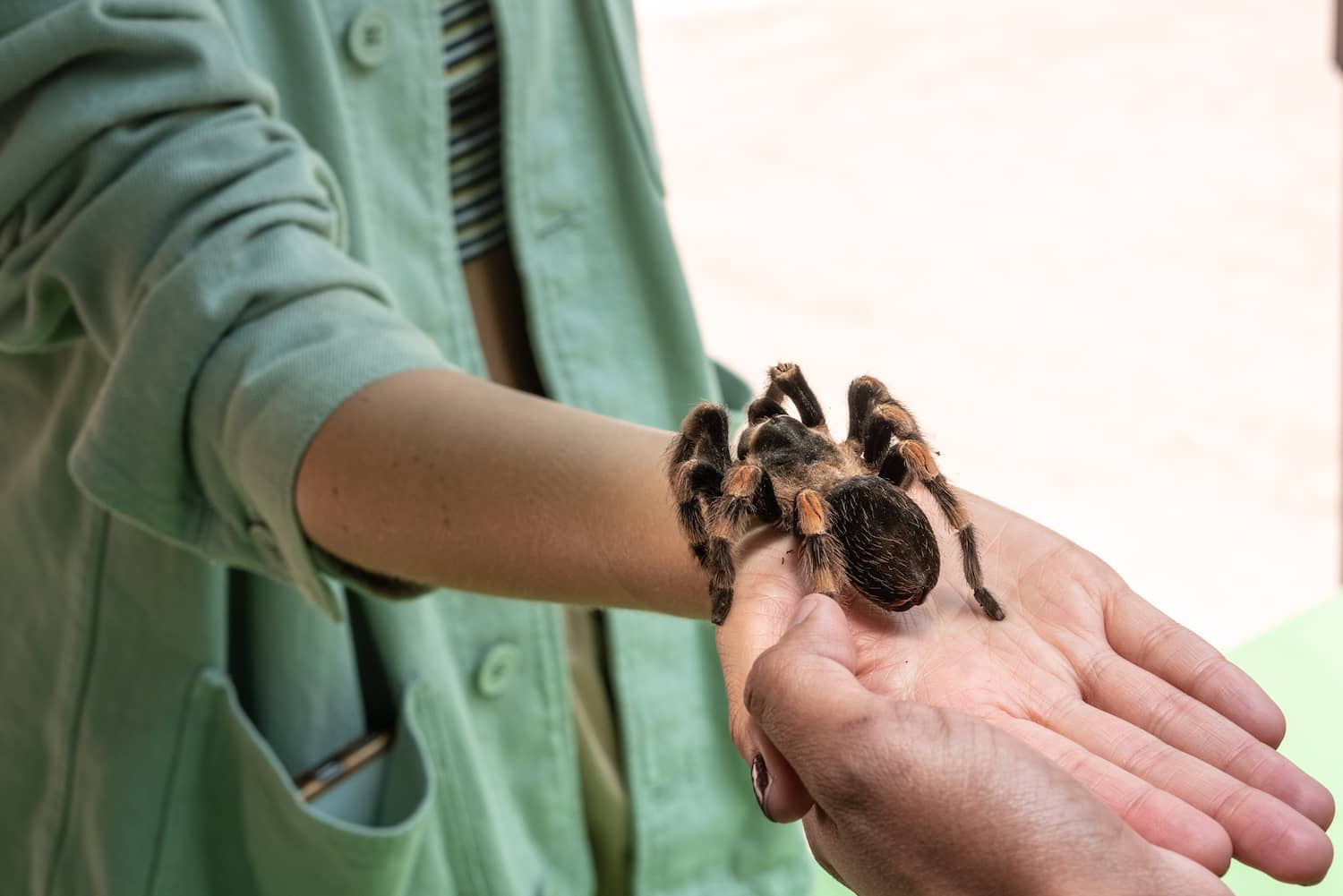 Insectario Chapultepec, Ciudad de México - Zooaventuras Chapultepec